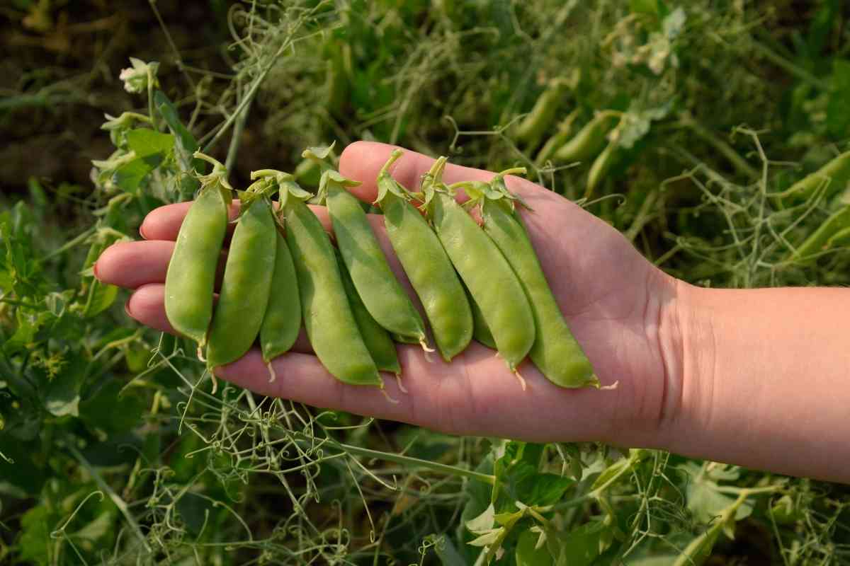 5 Best Lady pea substitutes