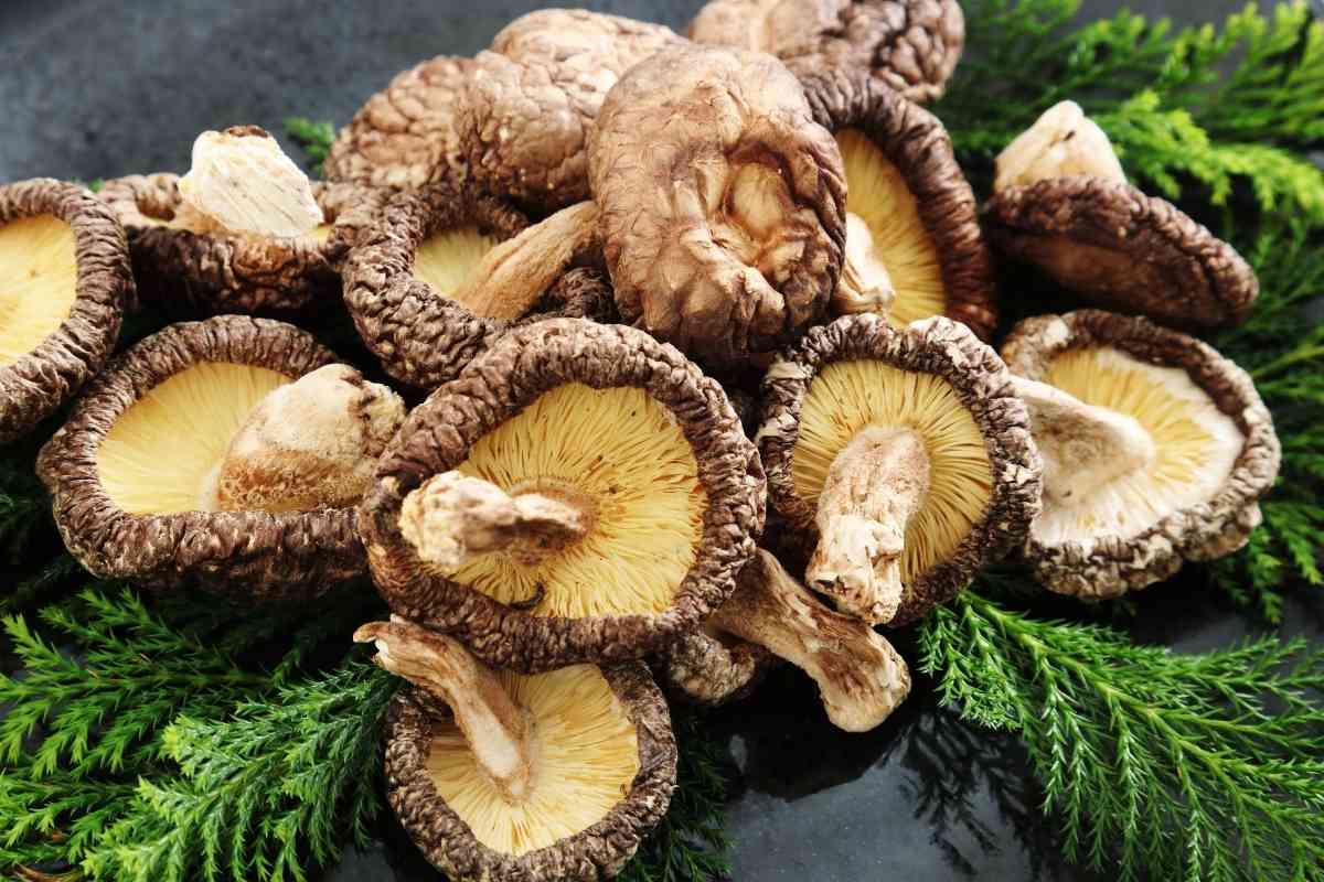 9 Best Oyster Mushroom Substitutes