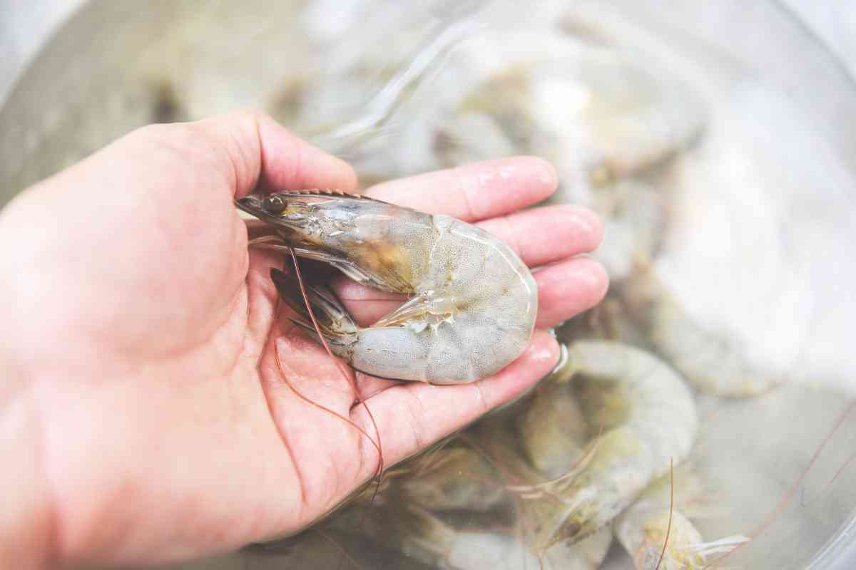 Gray And Pink Shrimp: What is the differences