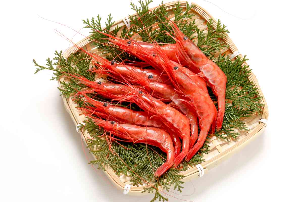 Gray And Pink Shrimp: What is the differences